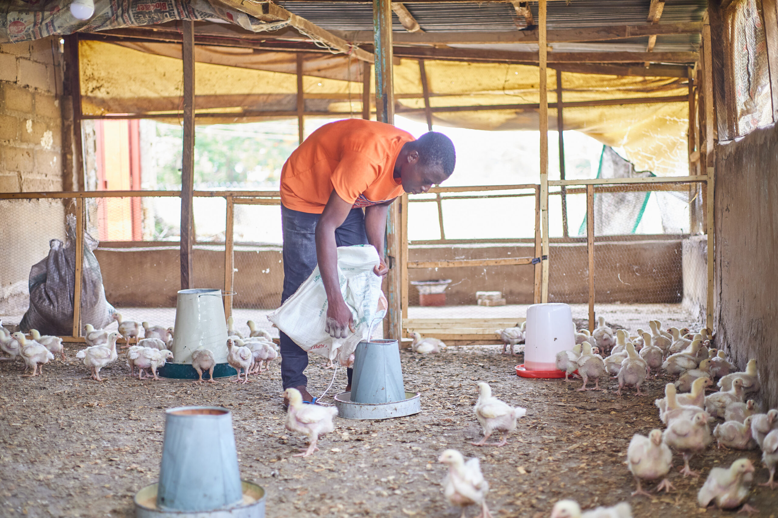 Christmas Through the Eyes of a Smallholder Poultry Farmer - Pullus Africa